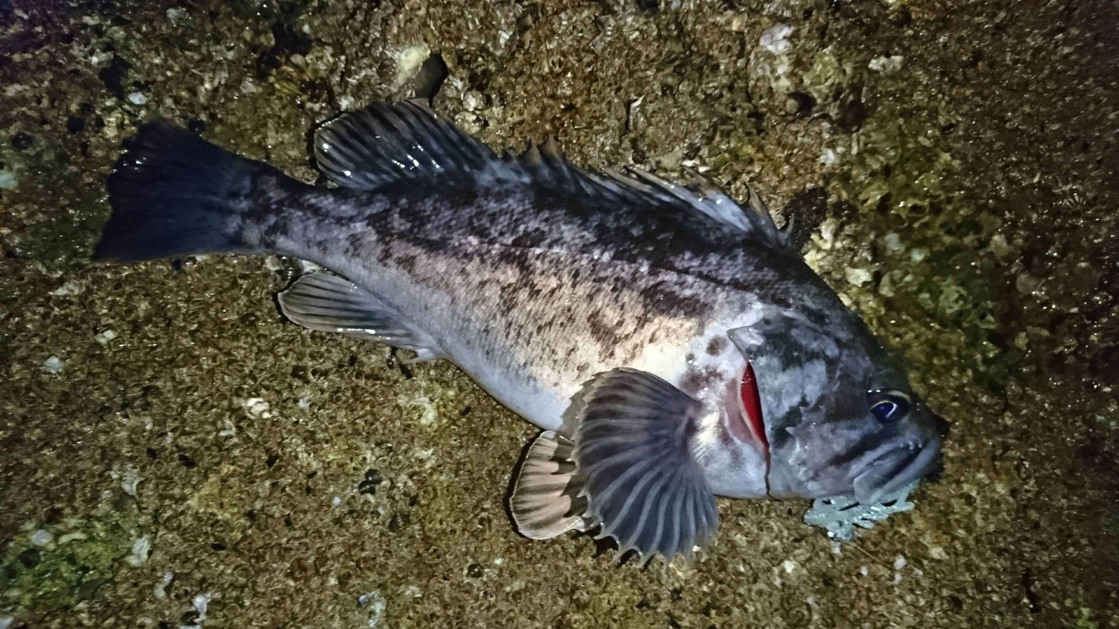 HRFハードロックフィッシュ チャレンジVol.6 | フィッシング遊