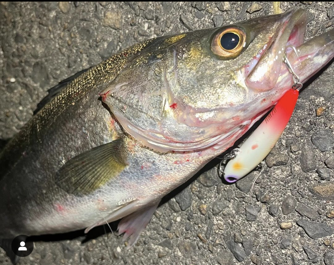 Screenshot_20240521-155227~2 | フィッシング遊