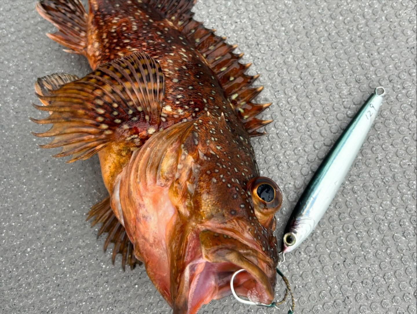 IMG_3368 | フィッシング遊