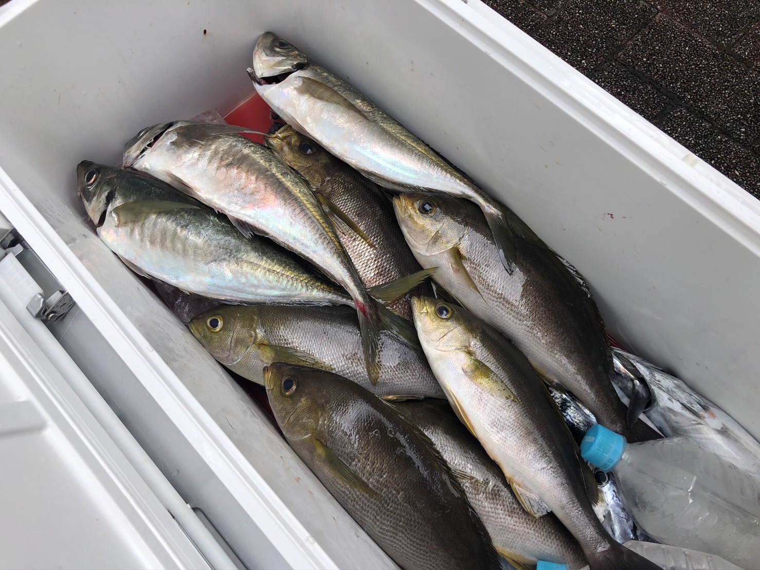 大山沖へイサキ釣り！ | フィッシング遊