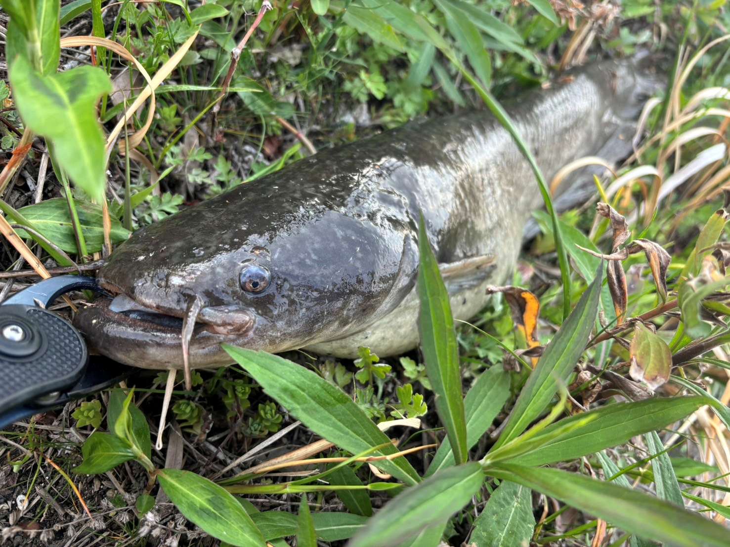 桑名周辺、デイナマズ！ | フィッシング遊